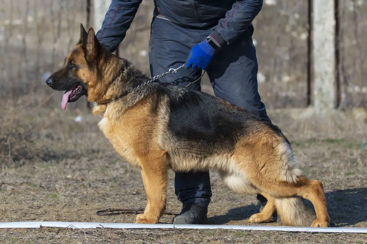 Jasmine von der stadt Tira